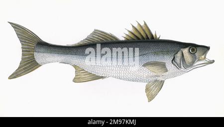 European seabass (Dicentrarchus labrax), also known as the ...