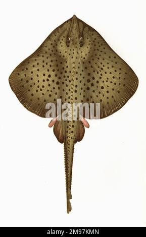 Spotted ray (Raja montagui). Marine fish Stock Photo - Alamy