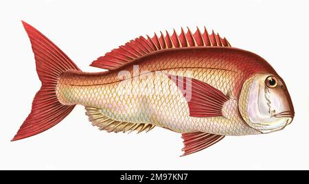 A red porgy (Pagrus pagrus) also known as red or common seabream, a ...
