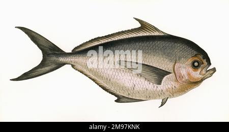 Brama brama fish - Atlantic pomfret or Ray's bream on Mercado do ...