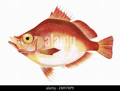 Boarfish, Boar-fish (Capros aper), two boarfishes Stock Photo - Alamy