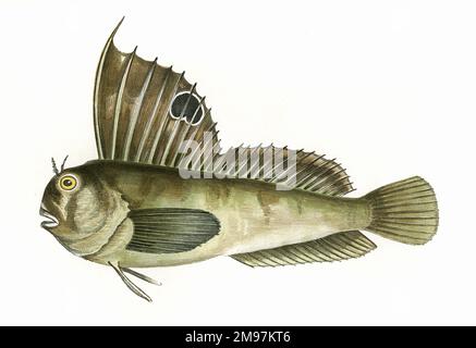 butterfly blenny / Blennius ocellaris Stock Photo - Alamy