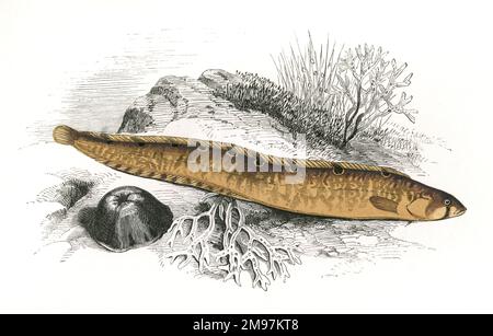 Rock Gunnel (Pholis gunnellus Stock Photo - Alamy