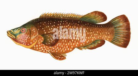 Ballan wrasse (Labrus bergylta), Spotted wrasse, Other animals, Fish ...