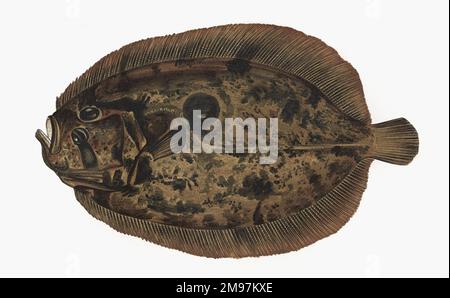 Zeugopterus punctatus, topknot fish Stock Photo - Alamy