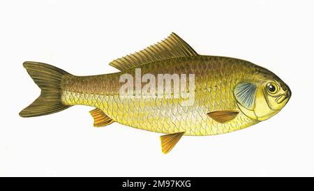 Prussian carp (Carassius gibelio), also known as the silver Prussian ...