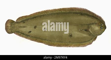 Common sole, Dover sole, or Black sole (Solea solea) caught with beam ...