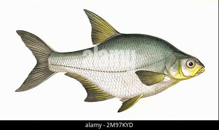 silver bream, white bream (Blicca bjoerkna, Abramis bjoerkna), two ...