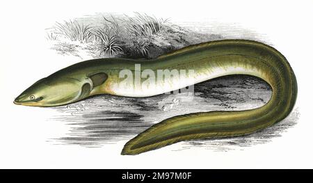 Sharp-nosed eel, Anguilla anguilla Stock Photo - Alamy