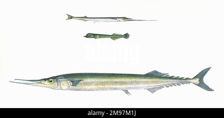 Scomberesox saurus saurus Stock Photo - Alamy