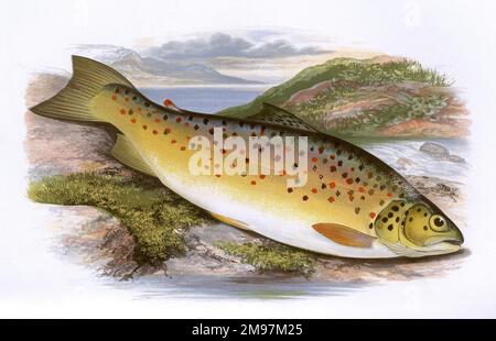 Salmo stomachicus, or Gillaroo, also known as Gizzard Trout, a variety ...