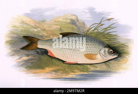Common Roach (Rutilus rutilus Stock Photo - Alamy