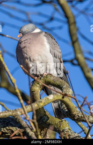 The Wood Pigeon is the largest in the family of European doves. They ...