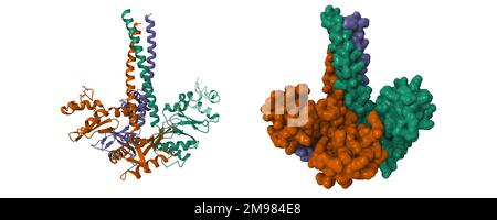 Structure of the human LINE-1 ORF1p trimer. 3D cartoon and Gaussian ...