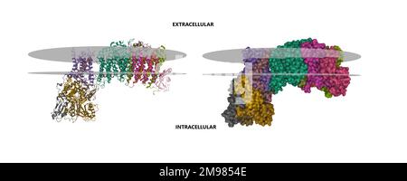 Pyrococcus Furiosus