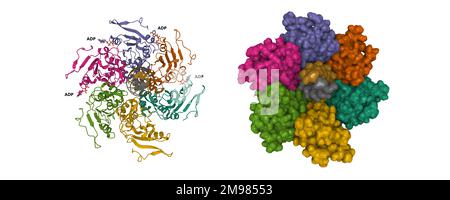 Structure of porcine circovirus 2. 3D cartoon and Gaussian surface ...