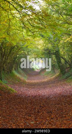Countryside lane in West Sussex, UK Stock Photo - Alamy