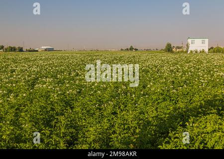 Potato field near Hamadan, Iran Stock Photo - Alamy