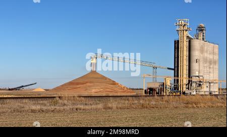 Milo 'Sorghum vulgare' & Corn 'Zea mays' crop stored at elevator ...