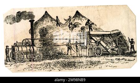 Threshing wheat with a steam traction engine driven Ransomes threshing ...