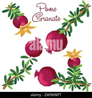 Pomegranate branches with fruits and flowers. Symbol of good luck ...