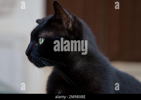 Cat in Palermo Sicily Stock Photo - Alamy