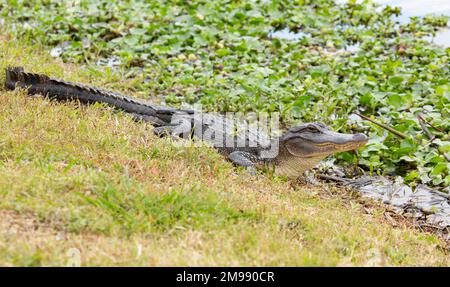 American alligator sunning, river bank, mud, tall tan grass, water ...