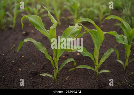 Small green corn sprout close-up Stock Photo - Alamy