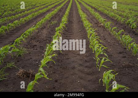 A field of young corn sprouts stretching into the distance to the ...