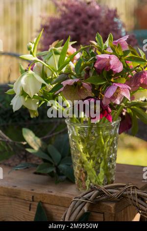 Helleborus flowers on a garden bench Stock Photo - Alamy