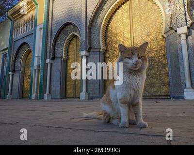 cat outside the golden Gate of the king of Morocco Palace in Fes Stock ...
