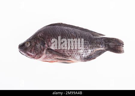 Fish, Platy mojarra, Nilotic tilapia, Chitralada tilapia on white ...