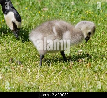 Closeup of a standing barnacle goose Stock Photo - Alamy