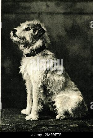 Caesar, King Edward VII's favourite fox terrier by Maud Earl Stock ...