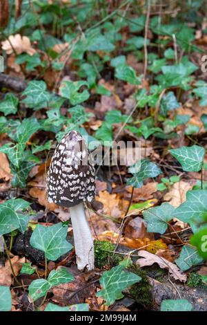 Magpie Inkcap fungus growing amongst fallen Autumn leaves Stock Photo ...