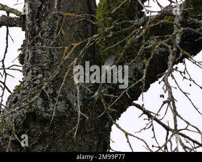 Lichen-covered bark of an old fruit tree in a meadow orchard Stock ...