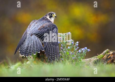 Peregrine Falcon sitting at the meadow Stock Photo - Alamy