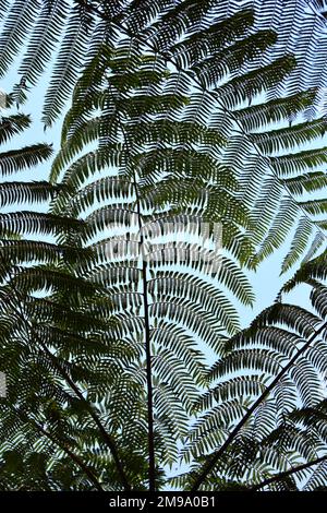 Cyatheales, Baumfarn, Fougères arborescentes, páfrányfa, Bali Botanic ...