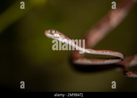 The banded cat-eyed snake (Leptodeira annulata Stock Photo - Alamy