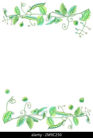 Drawing of green peas in pods. High quality photo Stock Photo - Alamy