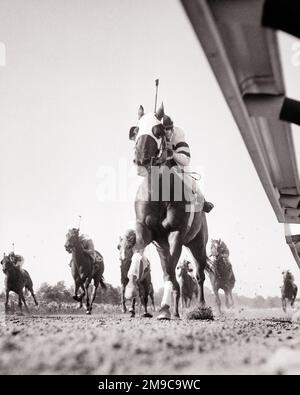 Low angle of a white horses face Stock Photo - Alamy