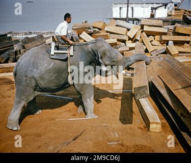 Burma Myanmar working elephant in timber yard Stock Photo - Alamy