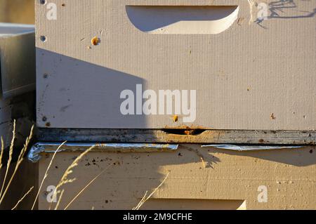 Stacks of pastel-coloured wooden bee hives in the wilds of the Waitaki ...