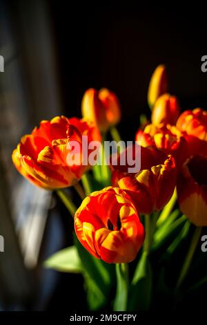 Yellow tulips in afternoon sunlight Stock Photo - Alamy
