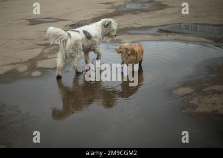 Dogs play outside. Two dogs are friends. Animals run on asphalt. Pets ...