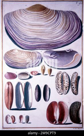 selection of sea shells Stock Photo - Alamy