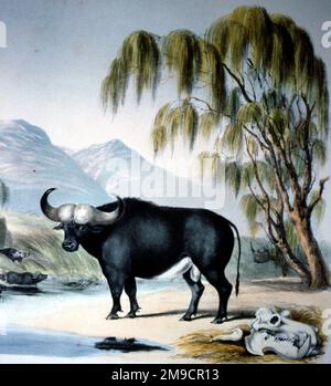 Portraits of the Game and Wild Animals of Southern Africa - African ...