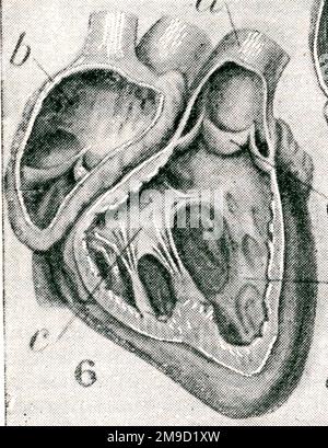 Human Heart - Man Cutaway Stock Photo - Alamy