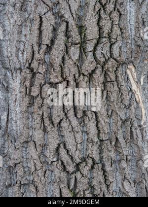 The texture of the bark of an old willow. Detailed bark texture ...