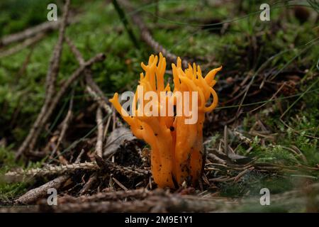 A closeup shot of Ramaria Flava vibrant yellow coral fungi and branches ...